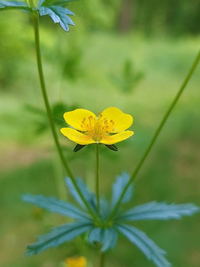 Potentilla erecta stock photo. Image of flowering, septfoil - 254343908