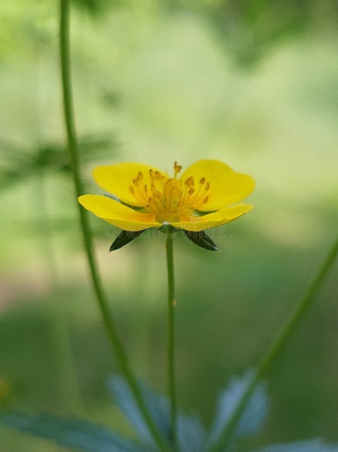 Potentilla erecta stock image. Image of herbaceous, septfoil - 254343917