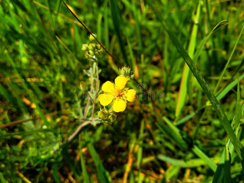 Potentilla Erecta Syn Tormentilla Laeta Stock Photos - Free & Royalty ...
