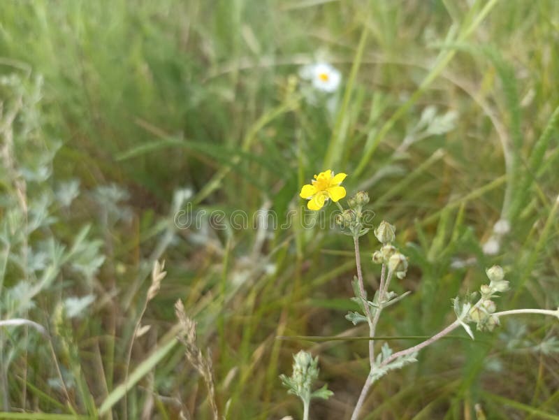 Potentilla Erecta Syn Tormentilla Laeta Stock Photos - Free & Royalty ...