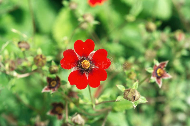 Indian Wild Flowers Potentilla Flower Valley of Flowers India Stock ...