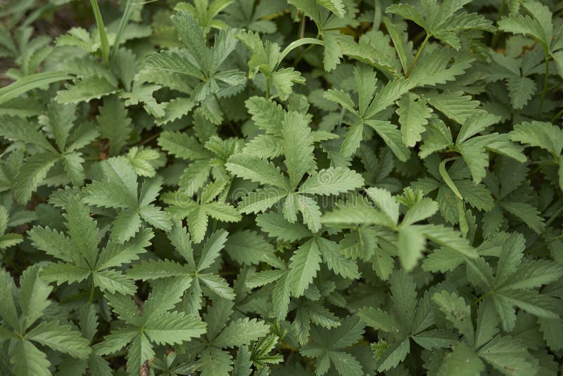 Potentilla Reptans Fresh Leaves Stock Photo - Image of natural, outdoor ...