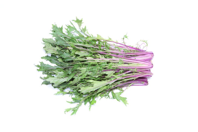 Potherb Mustard in a White Background Stock Image - Image of fresh ...