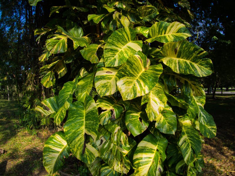 Wild Pothos or Epipremnum Aureum Growing on a Tree Trunk Stock Photo ...