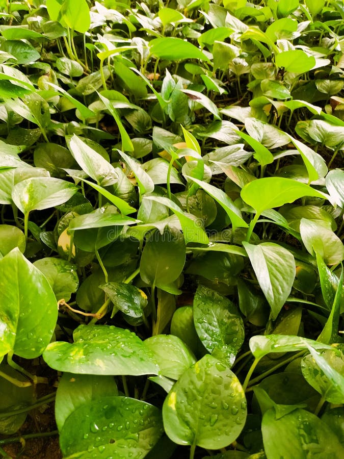 Pothos is a Common Houseplant. Pothos, Also Sometimes Called Devil S ...