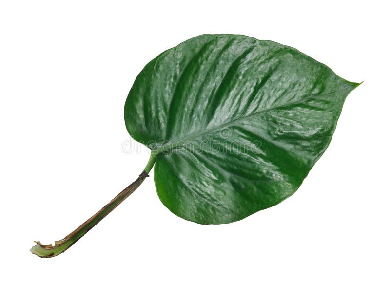 Pothos Leaf Isolated on White Background Stock Image - Image of details ...