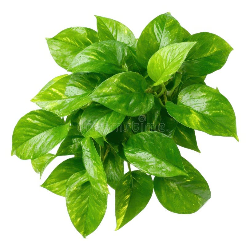 Pothos Plant with Green Leaves on White Background Stock Illustration ...