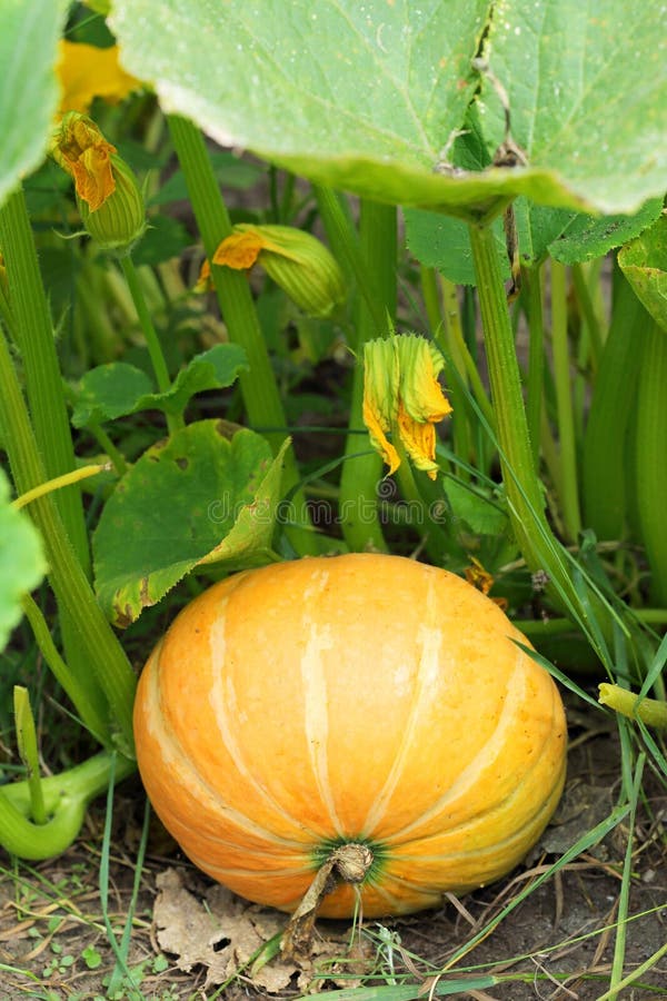 Grand potiron jaune image stock. Image du été, agriculture - 43975995