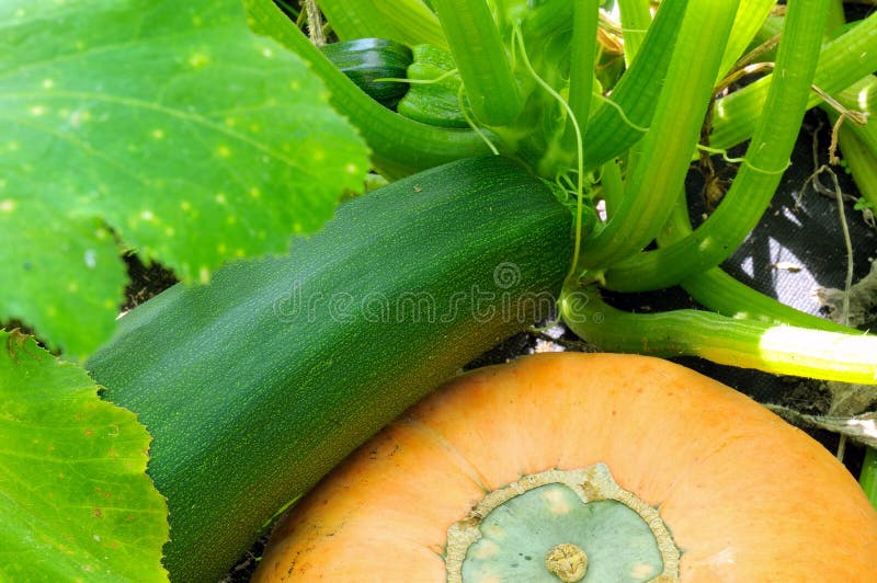 Potiron Jaune Et Courgette Verte Parmi Les Feuilles Photo stock - Image ...