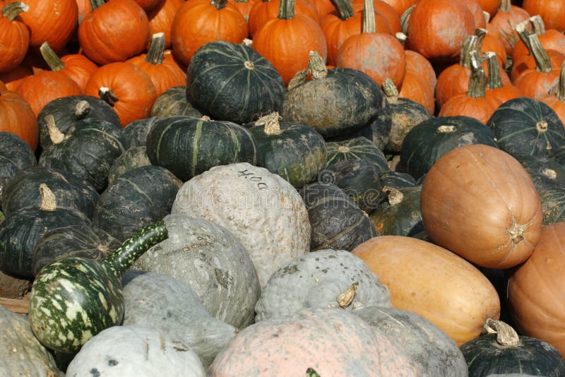 Toutes sortes de courges image stock. Image du potiron - 10553649