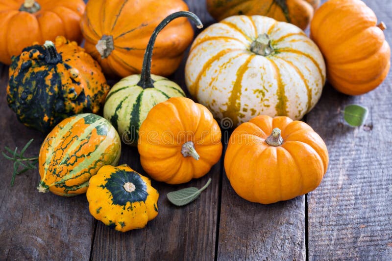 Potirons Et Variété De Courge Image stock - Image du potirons ...