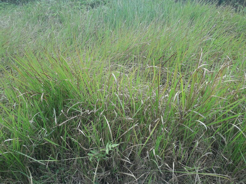 Poto stock image. Image of trees, poto, green, nacher - 170312379