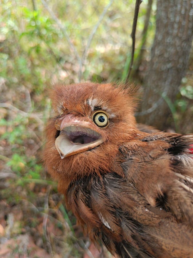 Potoo Red Bird or Nyctibius Stock Photo - Image of animal, wing: 279948278