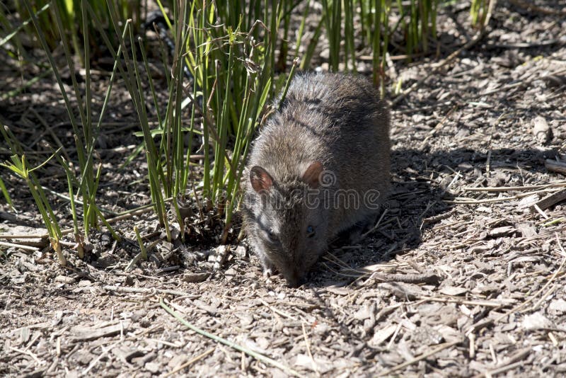 The Potoroo is Looking for Food in the Ground Stock Image - Image of ...