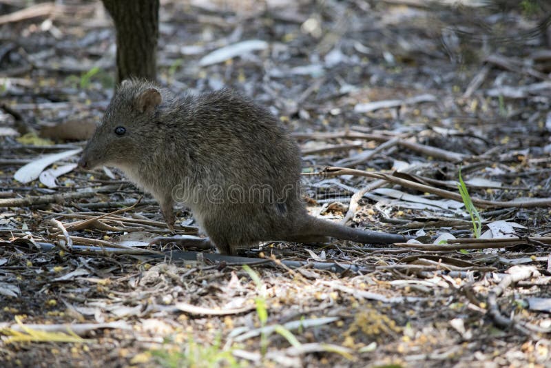 The Potoroo is a Small Marsupial that Looks Like a Rat Stock Photo ...