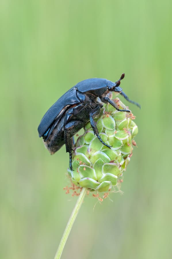 Potosia opaca stock photo. Image of shining, macro, rose - 26092022