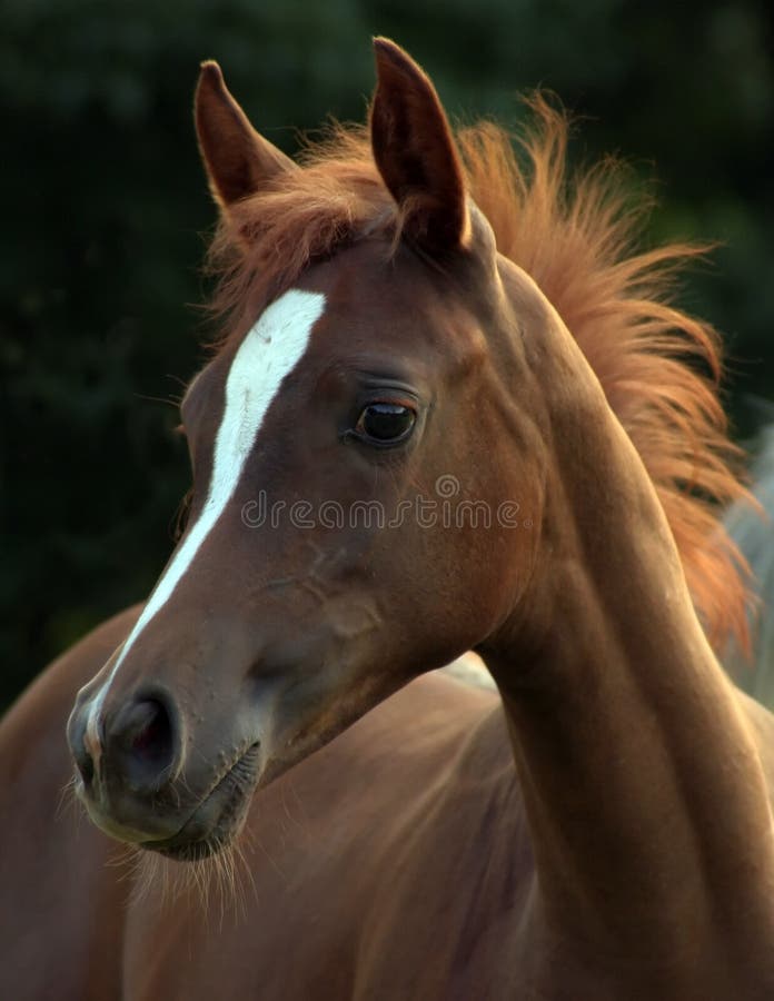 13,927 Potra Fotos de stock - Fotos libres de regalías de Dreamstime