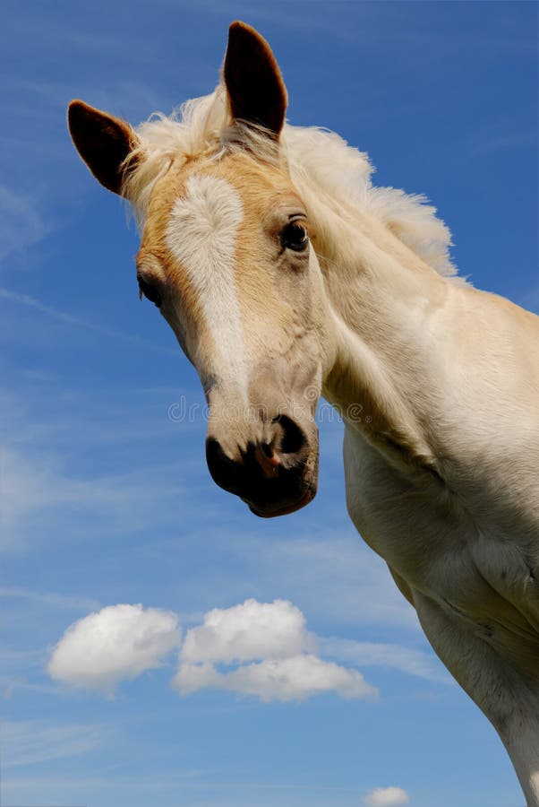 13,927 Potra Fotos de stock - Fotos libres de regalías de Dreamstime