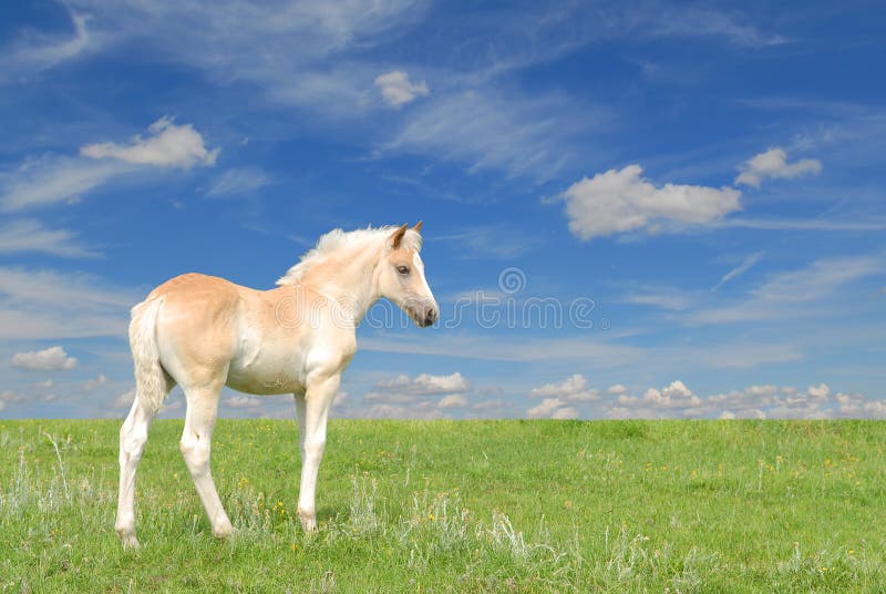 Potra imagen de archivo. Imagen de potro, caballo, hierba - 2775653