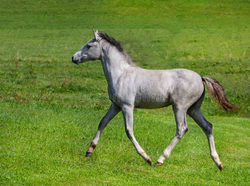 Potra imagen de archivo. Imagen de gris, potra, joven - 60598955