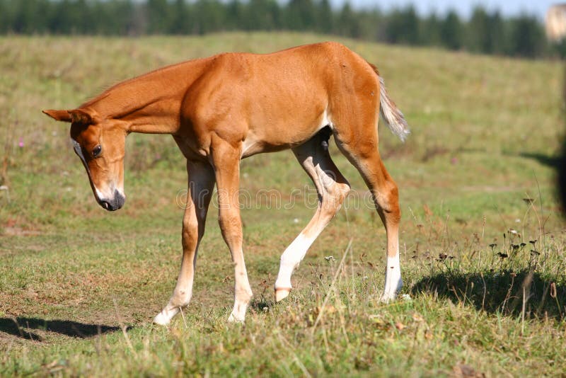 Potra De La Castaña En Campo Imagen de archivo - Imagen de equino ...