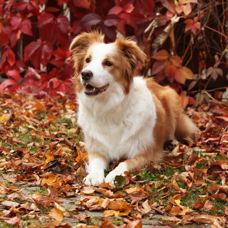 Potrait of Amazing Border Collie in Front of Red Leaves Stock Photo ...