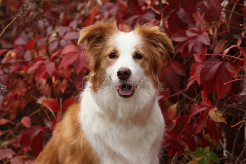 Potrait of Amazing Border Collie in Front of Red Leaves Stock Image ...