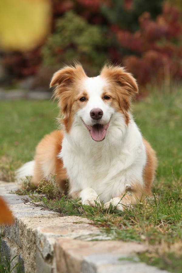 Potrait of Amazing Border Collie in the Garden Stock Image - Image of ...