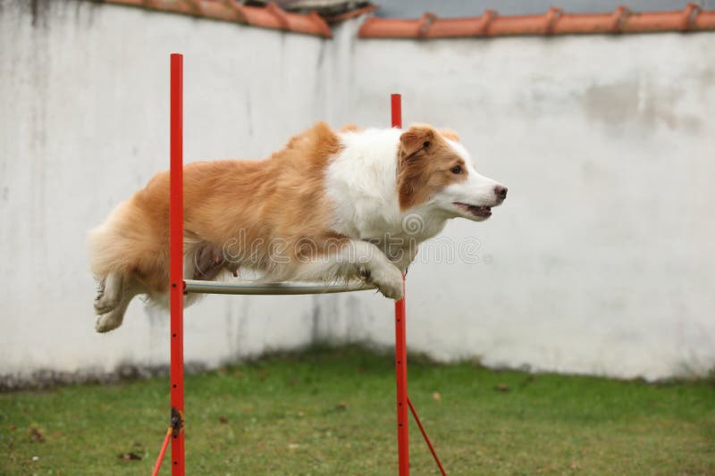 Potrait of Amazing Border Collie Training Agility Stock Photo - Image ...