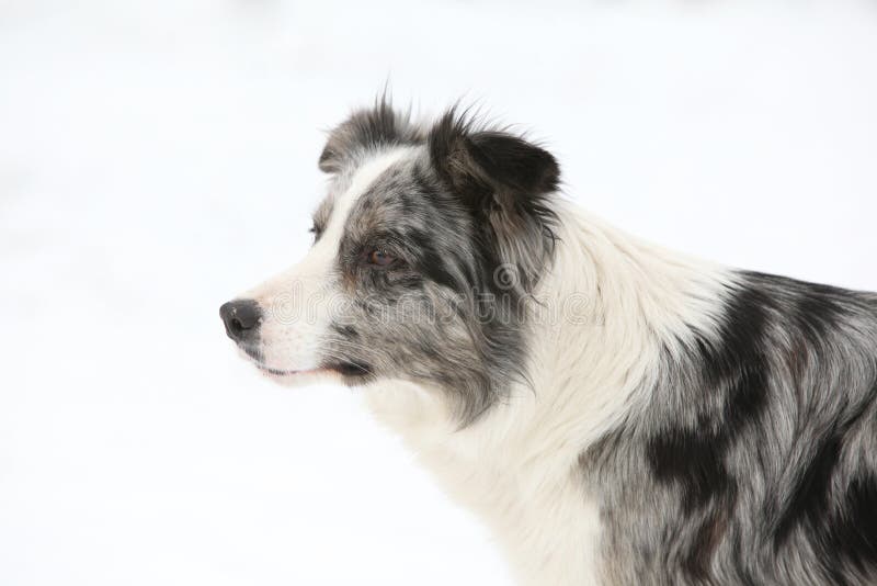 Potrait of Amazing Border Collie Stock Image - Image of whites, winter ...