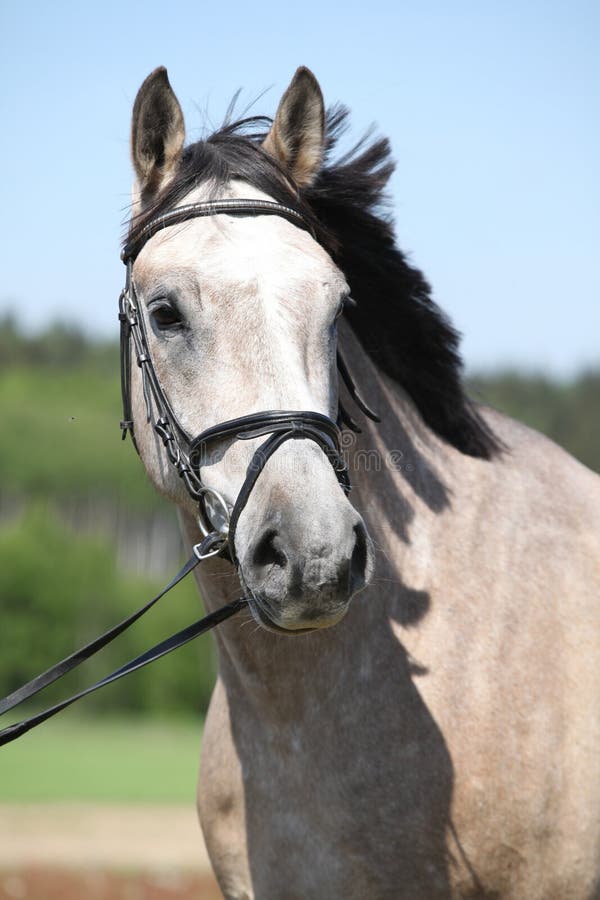 Potrait of Beautiful Horse with Bridle Stock Photo - Image of graze ...