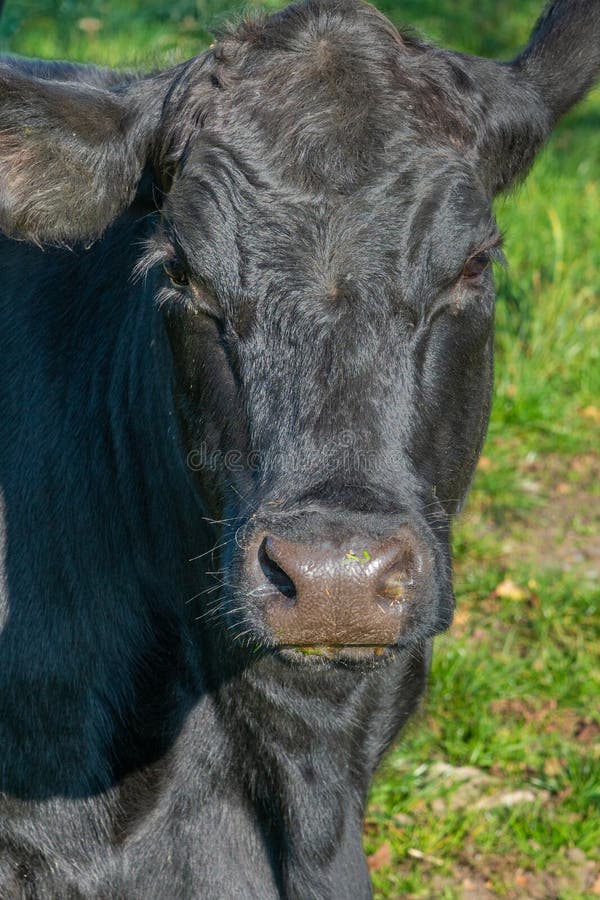 Potrait of Black Cow on Pasture Stock Image - Image of meadow, farm ...