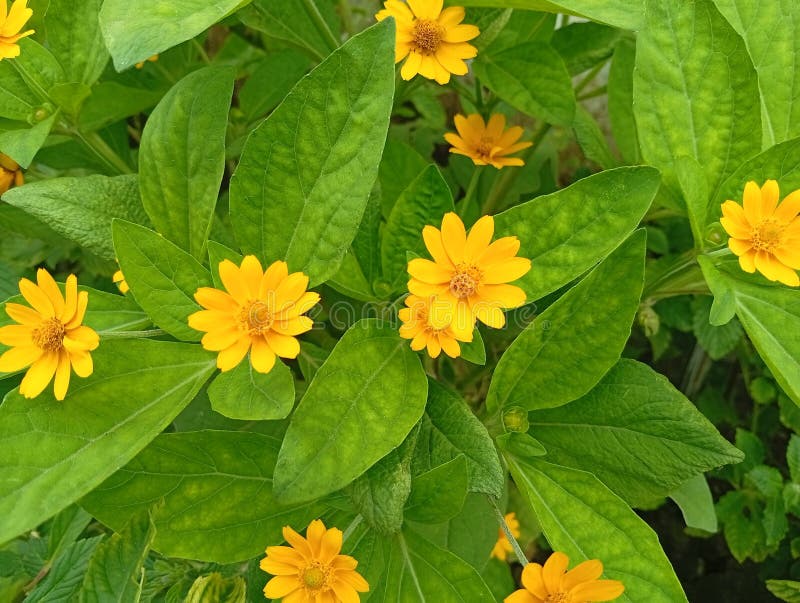 Potrait of a Charming Melampodium Divaricatum Flowers Stock Photo ...