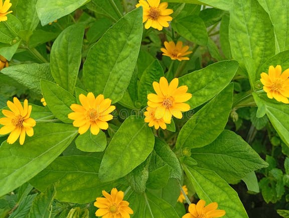 Potrait of a Charming Melampodium Divaricatum Flowers Stock Photo ...