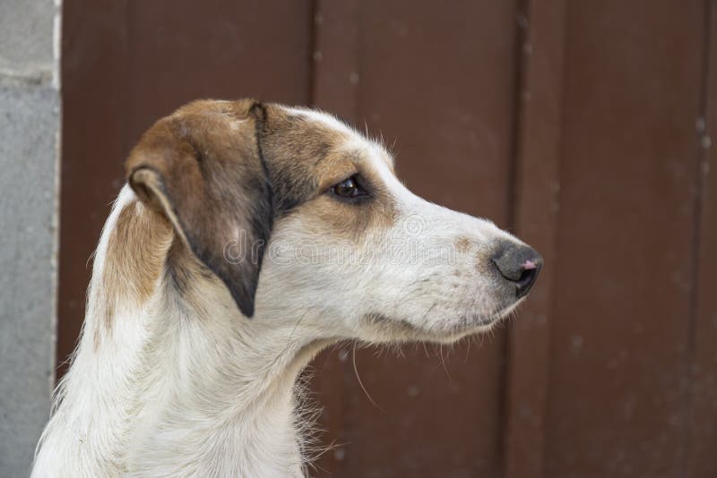 Potrait Close-up Dog Face Side Stock Photo - Image of ears, canine ...