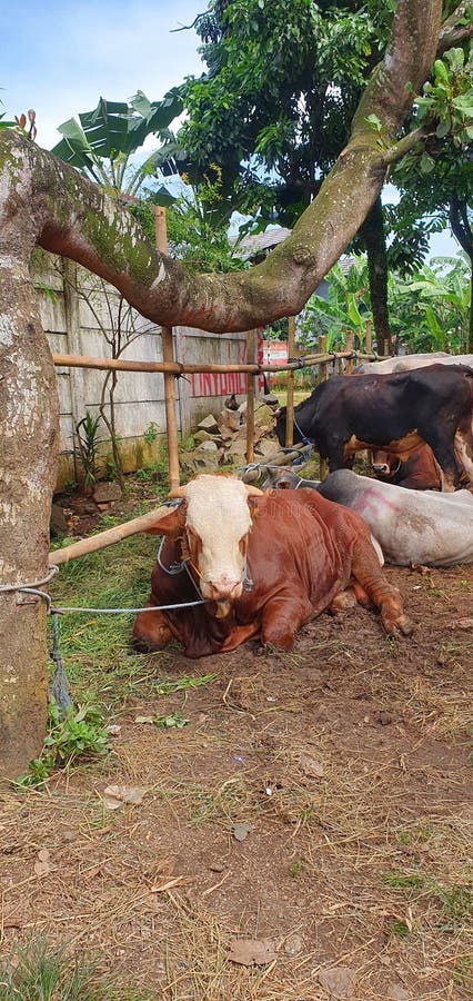 Potrait Cow at the Traditional Farm Stock Image - Image of tree, plant ...