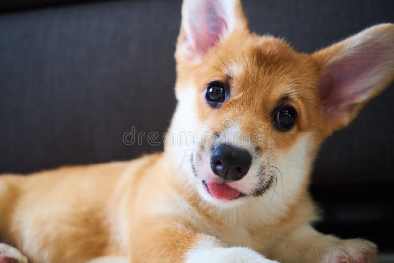 A Potrait of the Cute Corgi Stock Image - Image of dogs, playing: 104890125