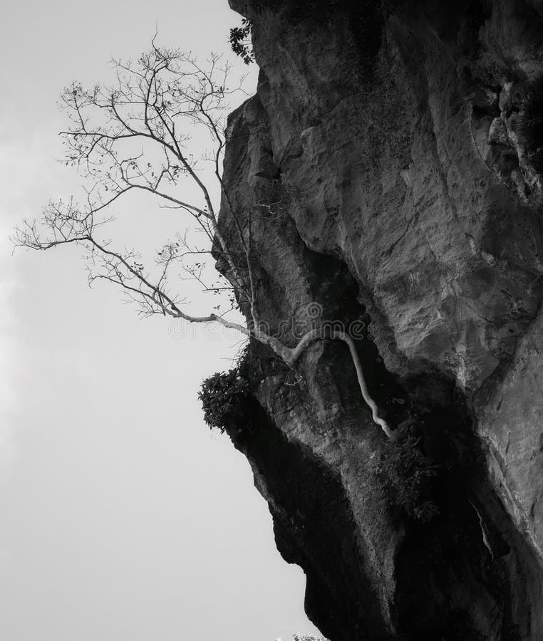 Potrait of a Dead Tree at Limestone Mountain Cliff Stock Image - Image ...