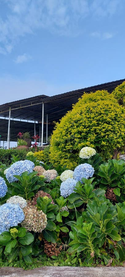 Potrait of a Tree Branches and Green Leaf Stock Photo - Image of garden ...