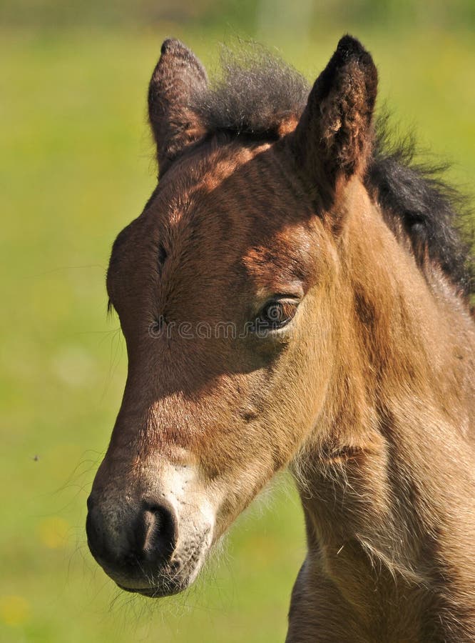 Potrait of a foal stock image. Image of brown, beauty - 17298091