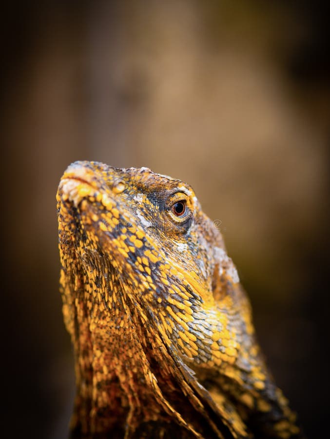 Frilled Lizard Scales Stock Photos - Free & Royalty-Free Stock Photos ...