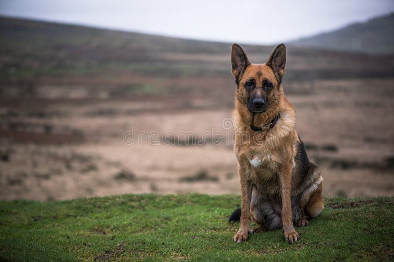 Potrait of German Shepherd Dog Stock Image - Image of guard, german ...