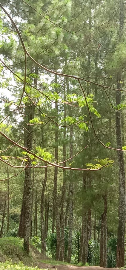 Potrait Green Forest Panorama at Afternoon in Spring Forest Stock Image ...