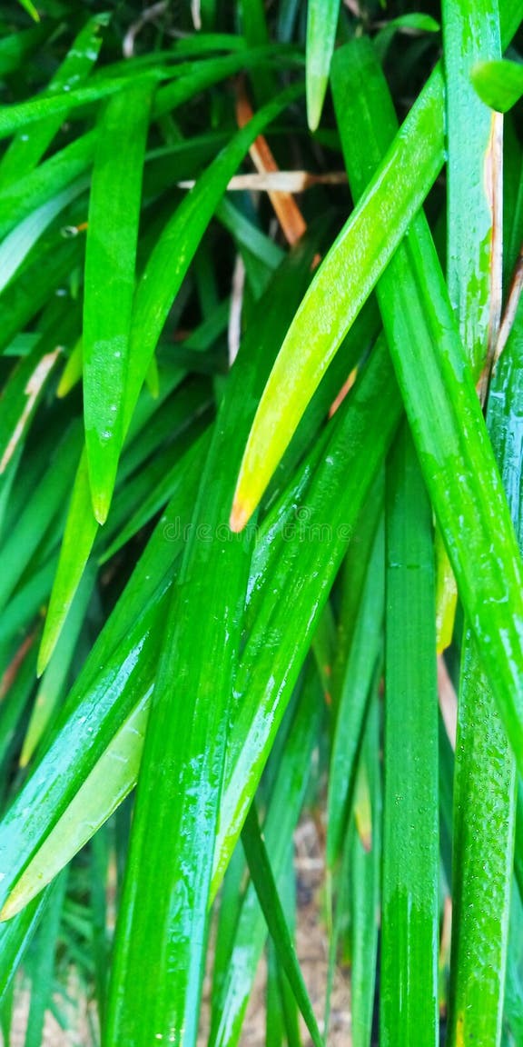 Potrait of a green grass stock photo. Image of abstract - 290305748
