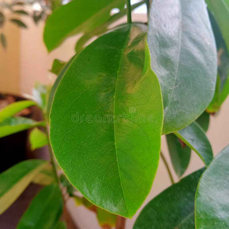Potrait of a Green Leaf in Front of House in Surabaya Stock Photo ...