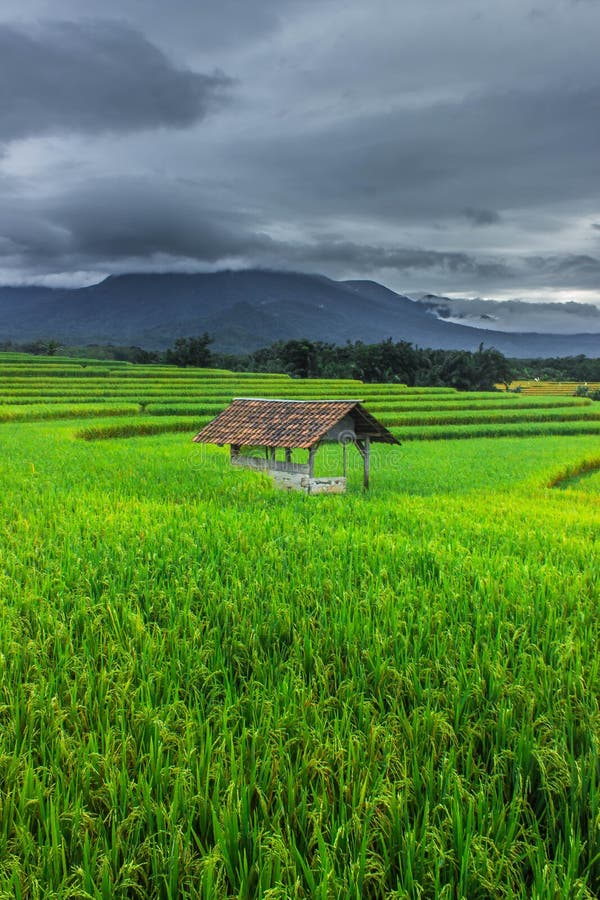 Potrait of Green Rice Fields in the Morning with Cloudy and Dark Views ...