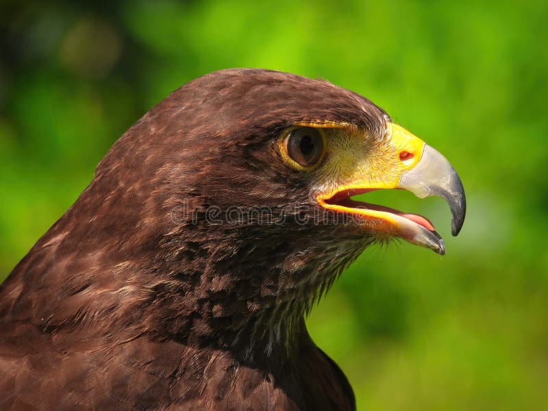 Potrait of Harris Hawk Raptor Bird Stock Photo - Image of eyes ...
