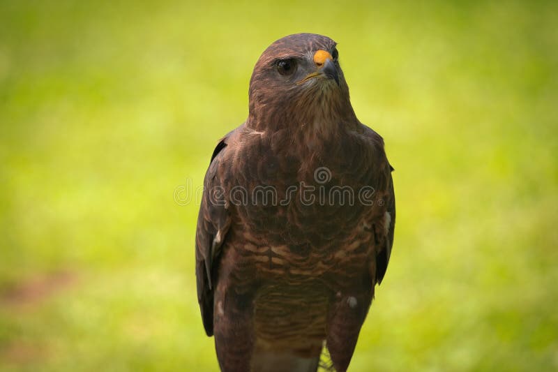 Potrait of Harris Hawk Raptor Bird Stock Photo - Image of natural ...