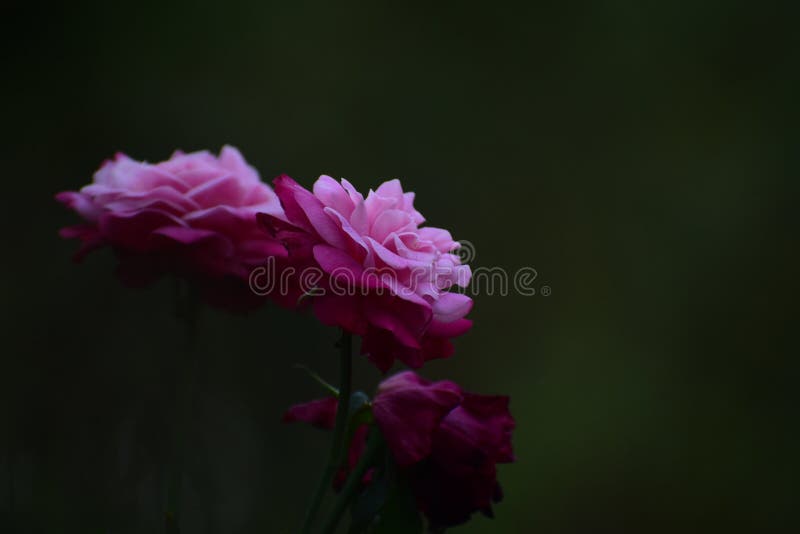 A Potrait Image of Pink Rose with Low Exposure Having Lot of Space in ...