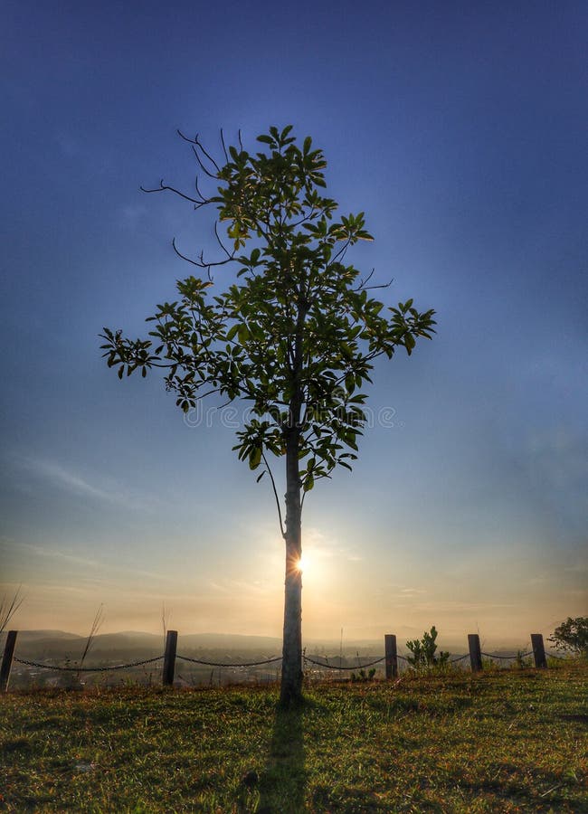 Potrait of a Tree Branches and Green Leaf Stock Photo - Image of garden ...